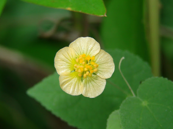 Bladder Mallow | Project Noah