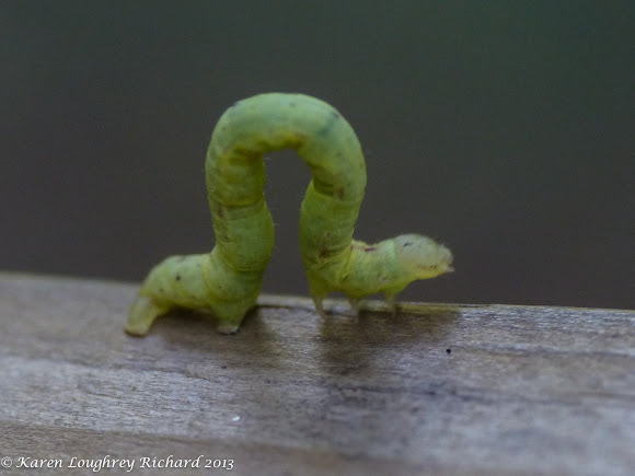 Inchworm | Project Noah