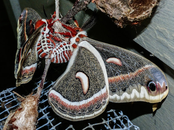 Cecropia moths (mating) | Project Noah
