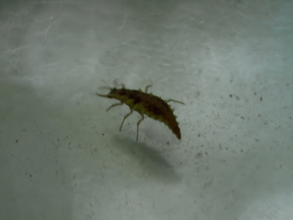 Green Lacewing Larva (Aphid Lion) | Project Noah