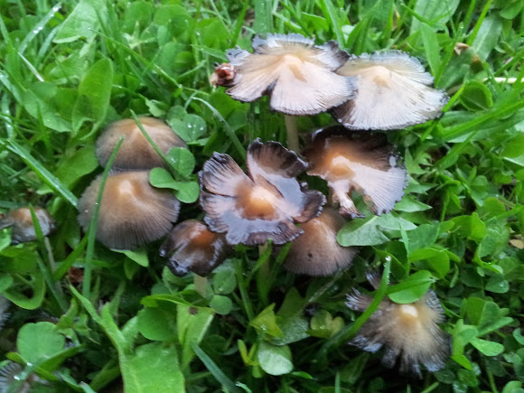 Glistening Inky Cap | Project Noah