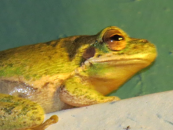 Tree frog | Project Noah