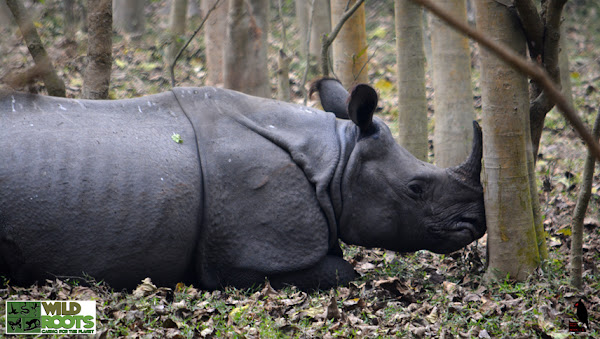 One Horned Rhino | Project Noah