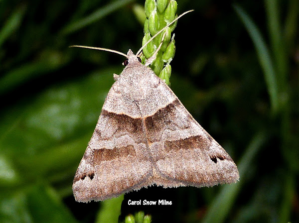 Clover Looper Moth | Project Noah