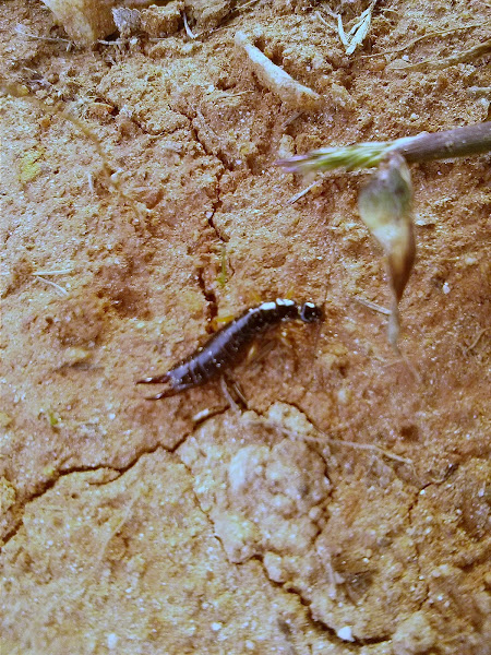 Earwig | Project Noah