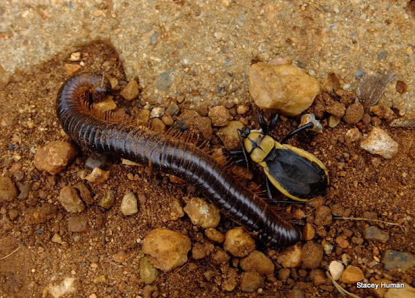 Millipede assassin bug | Project Noah