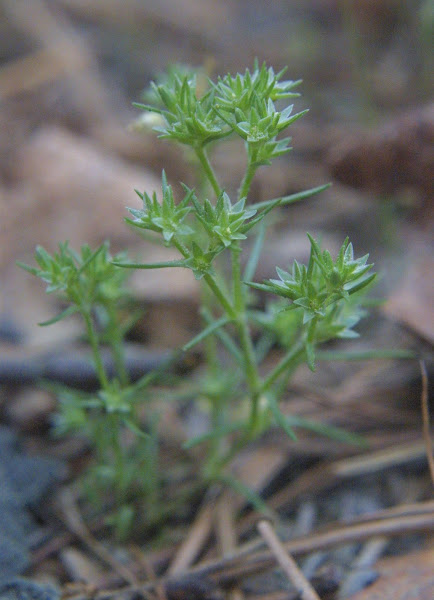 German Knotgrass | Project Noah