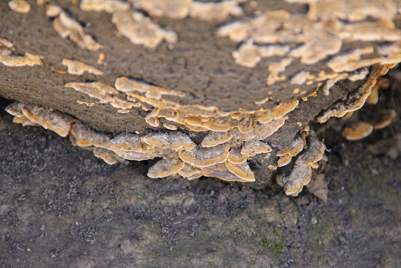 Bracket Fungus | Project Noah