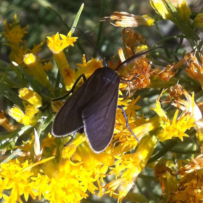 Yellow-collared scape moth | Project Noah