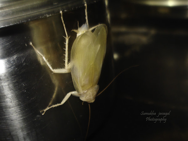 Freshly molted Cockroach | Project Noah