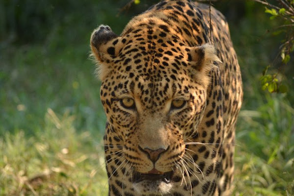 Leopard | Project Noah