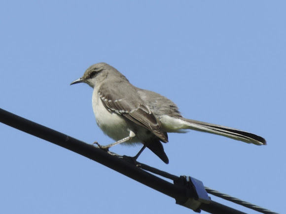 Northern Mockingbird | Project Noah