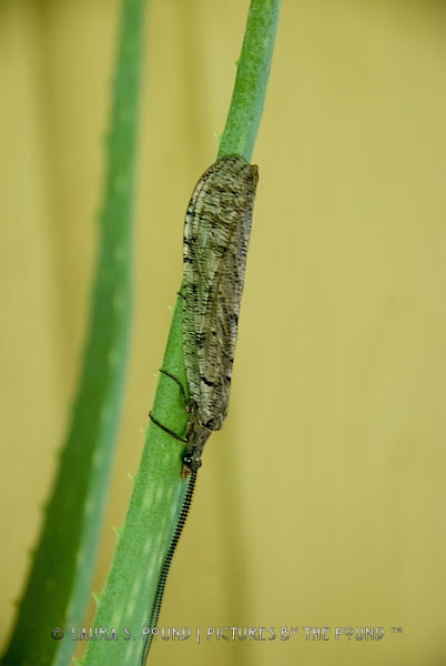 Giant Casemaker caddisfly | Project Noah