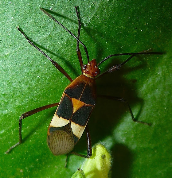 Coreid Bug | Project Noah