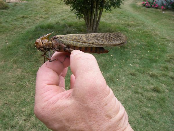 South American Locust | Project Noah