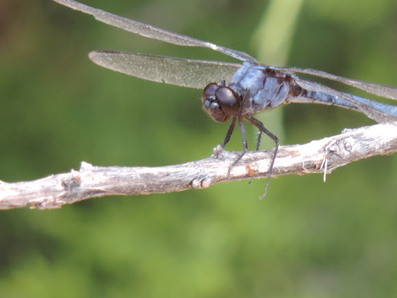 Slaty Skimmer Dragonfly | Project Noah