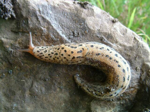 Leopard slug | Project Noah