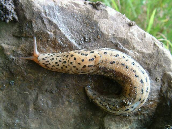Leopard slug | Project Noah