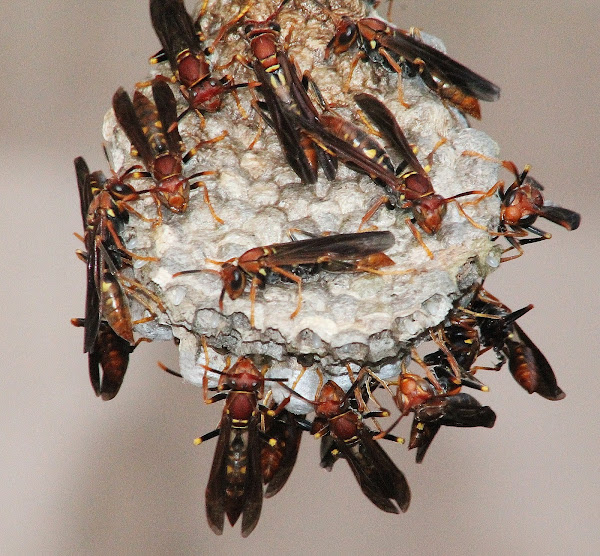 jack spaniard | Project Noah