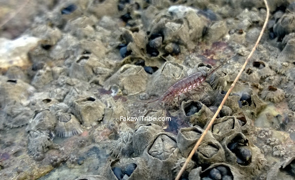 Rock louse | Project Noah