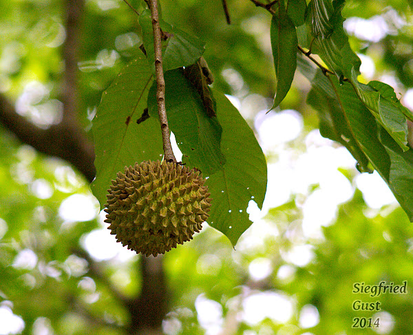 Soncoya | Project Noah