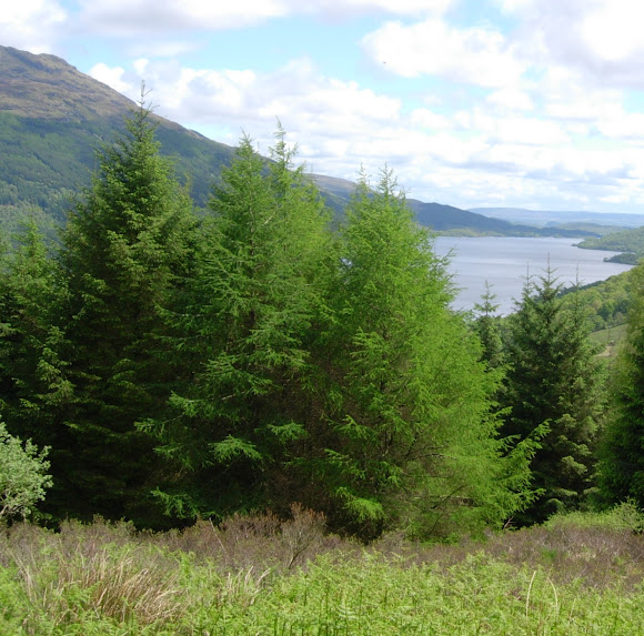 Picea abies (Pícea común. Norway spruce) | Project Noah