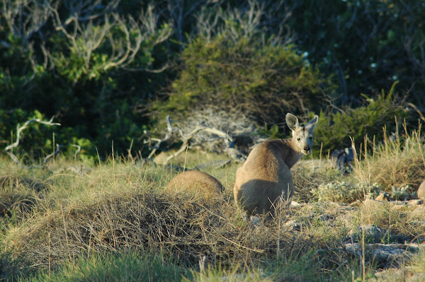 Common wallaroo, aka Euro | Project Noah
