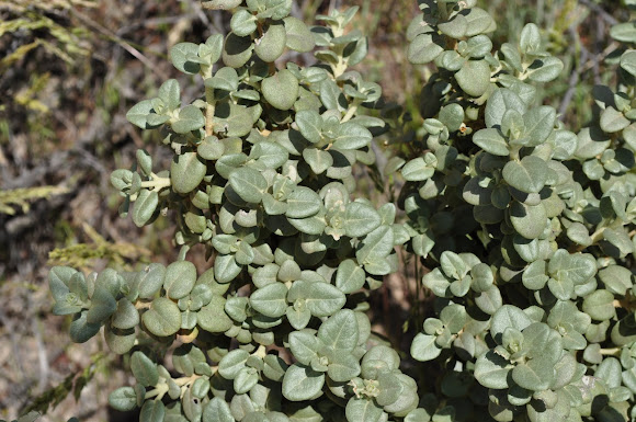 Roundleaf Buffaloberry | Project Noah