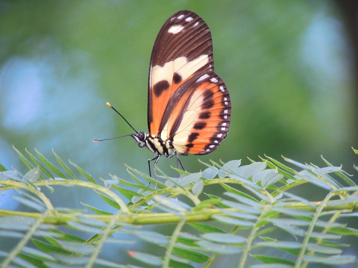 Ethilia Longwing | Project Noah