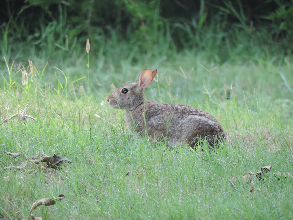 Eastern Cottontail Rabbit | Project Noah