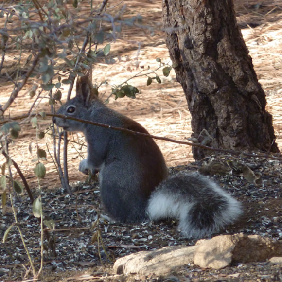 Albert's Squirrel | Project Noah
