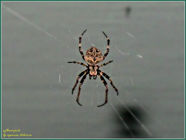 Brown Sailor Spider | Project Noah