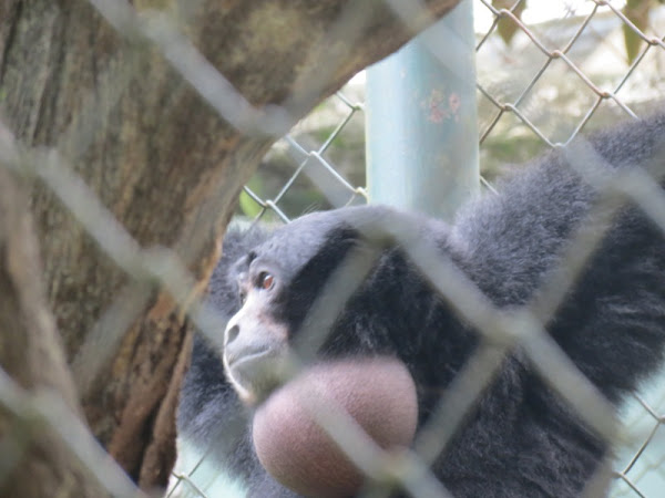 Siamang Gibbon | Project Noah