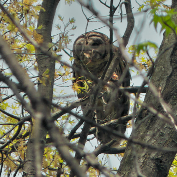 Barred Owl (predator-prey) | Project Noah