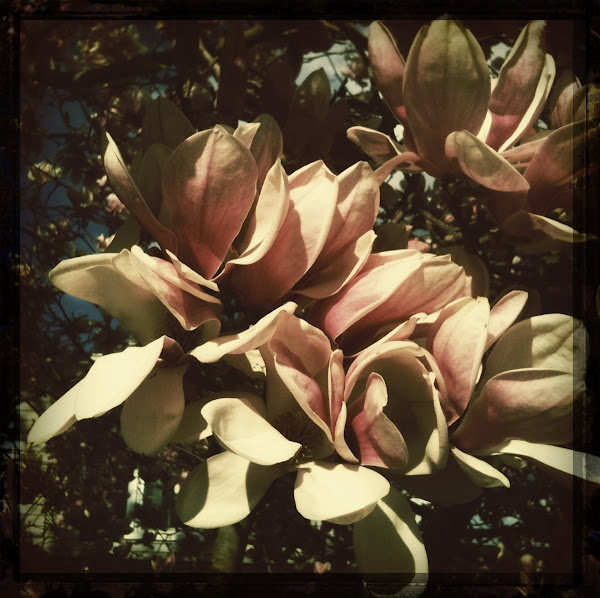 Magnolia | Project Noah