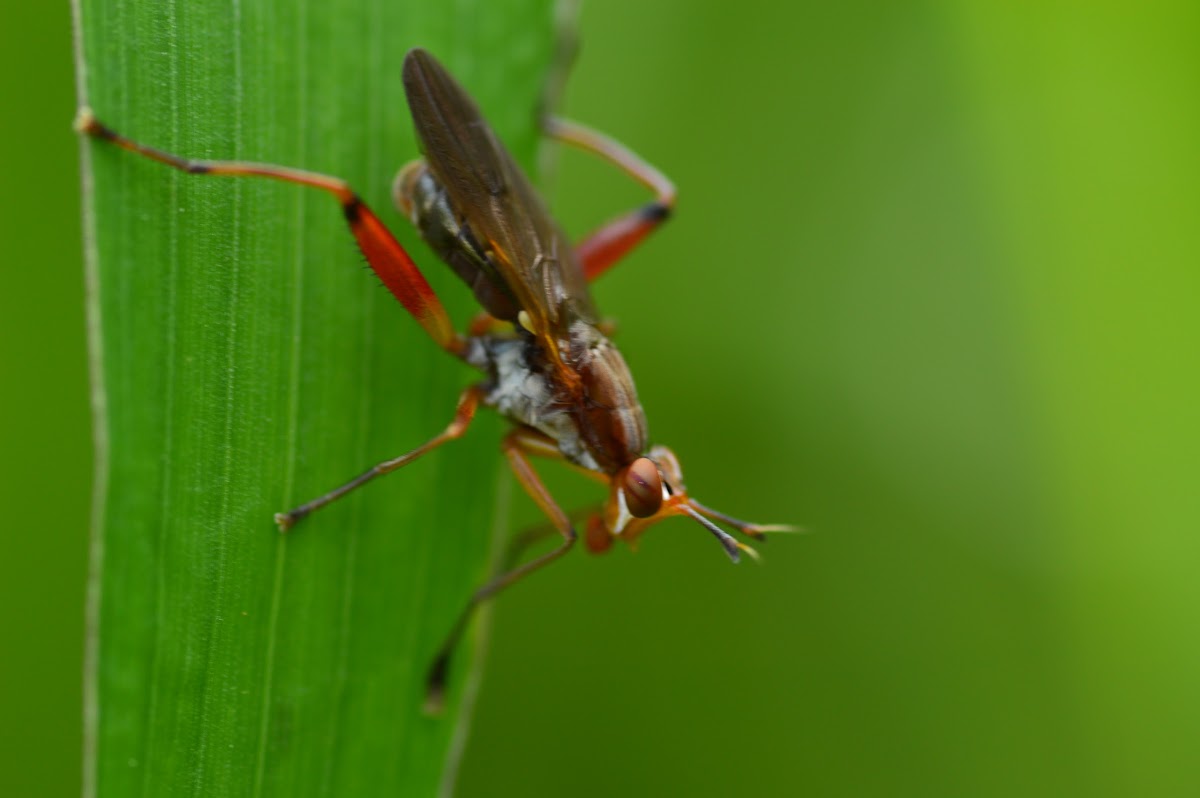 Marsh fly | Project Noah