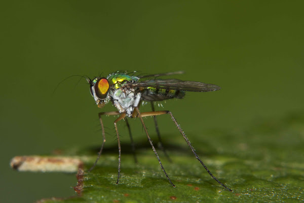 Long-legged Fly | Project Noah