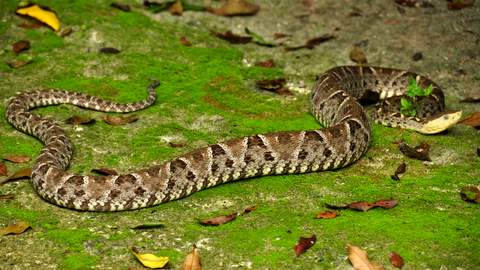 Fer-de-Lance | Project Noah