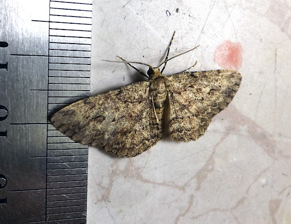 Geometer Moth | Project Noah