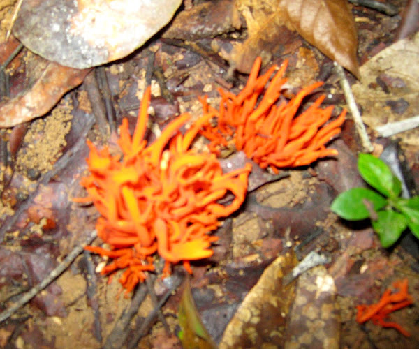 Coral Fungi | Project Noah