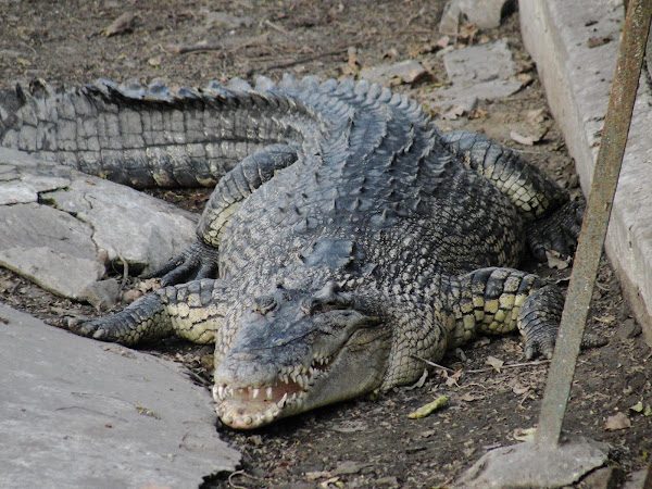 Mugger crocodile | Project Noah