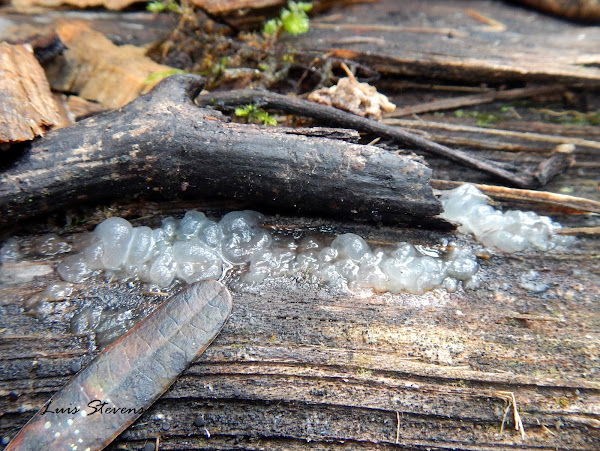 Crystal Brain | Project Noah