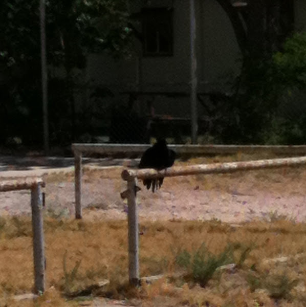 Gackle (male) | Project Noah