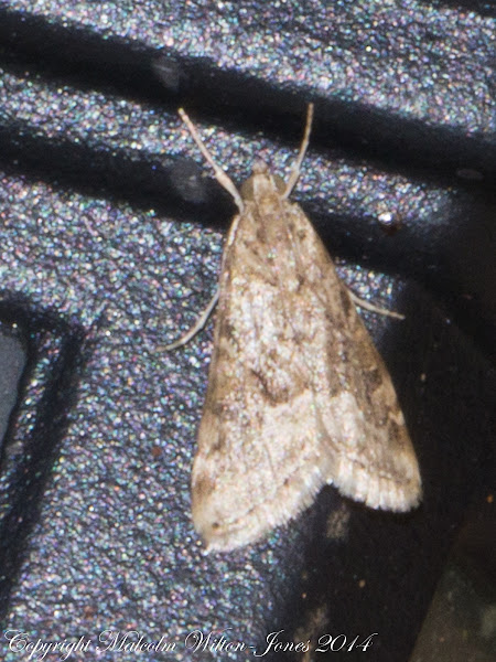 Cabbage Webworm | Project Noah