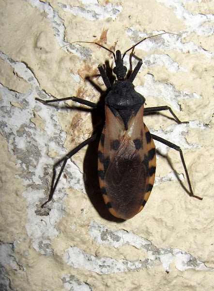 Cone-nosed Bug | Project Noah