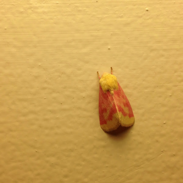 Primrose moth | Project Noah