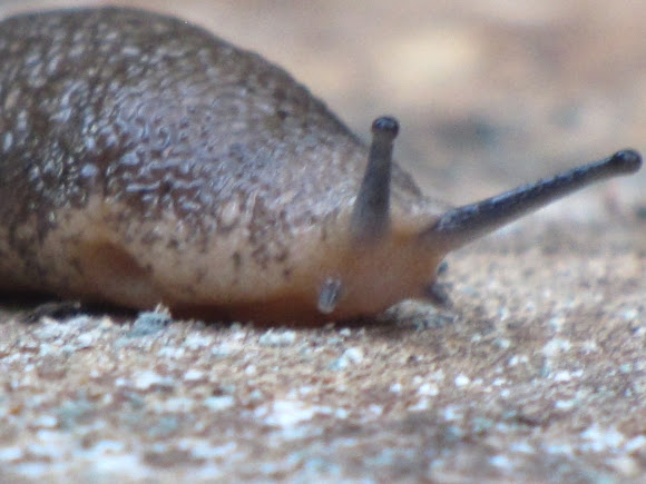 Gray Garden Slug | Project Noah