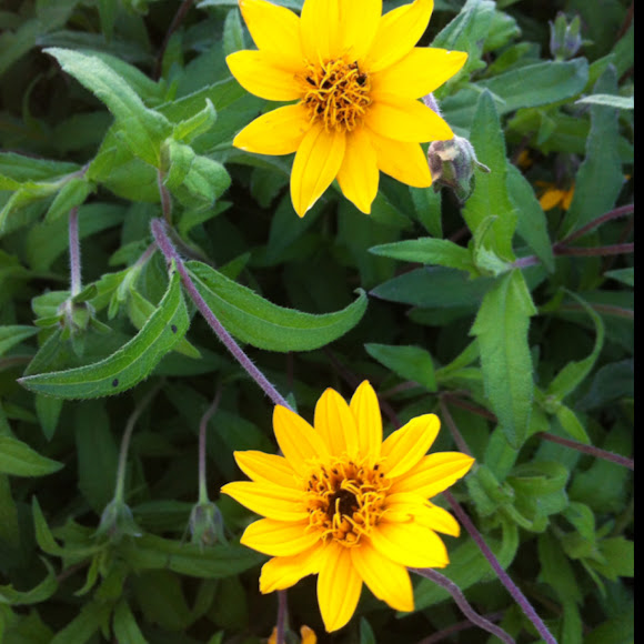 Hairy wedelia | Project Noah