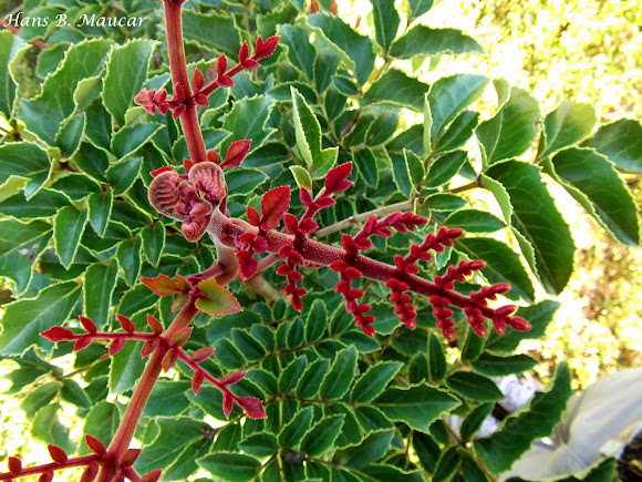 Avellano | Project Noah