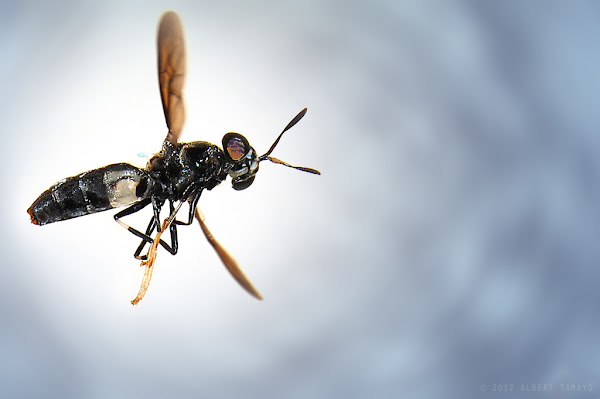 Black soldier fly | Project Noah